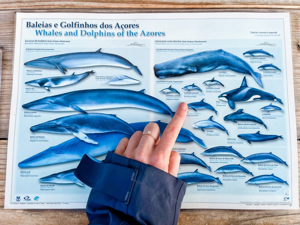 Walvissen spotten Azoren | Zwemmen met dolfijnen | Tips & tickets