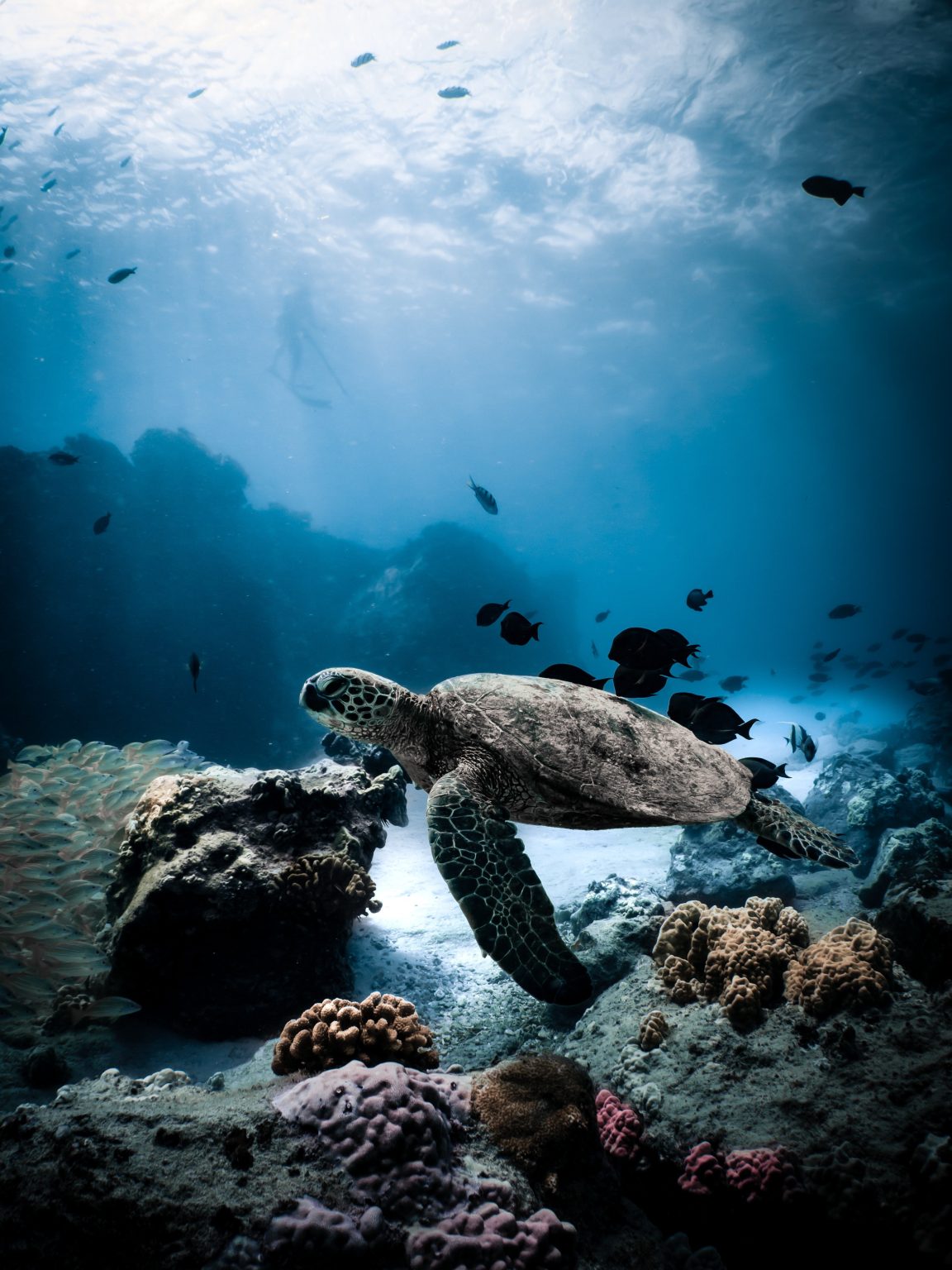 Activiteiten op het eiland Vila Franca do Campo | Tips!